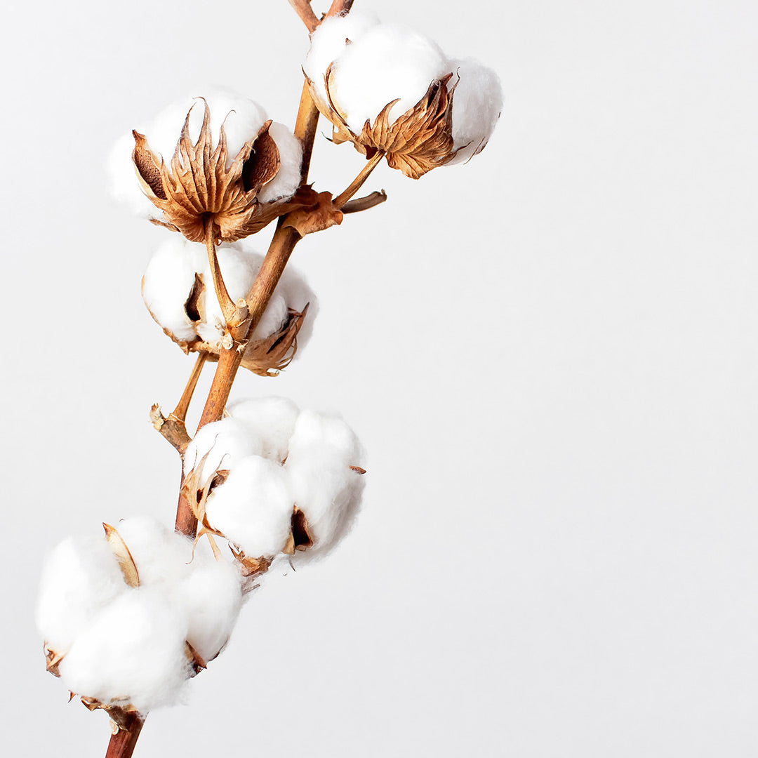 Cotone tradizionale o cotone organico: quale scegliere? – Alzavola